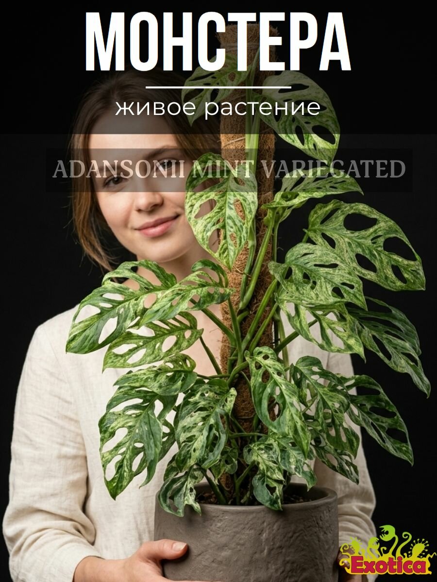 Монстера Адансона Вариегатная Минт (Monstera Adansonii Mint Variegated) D6см, растение в горшке
