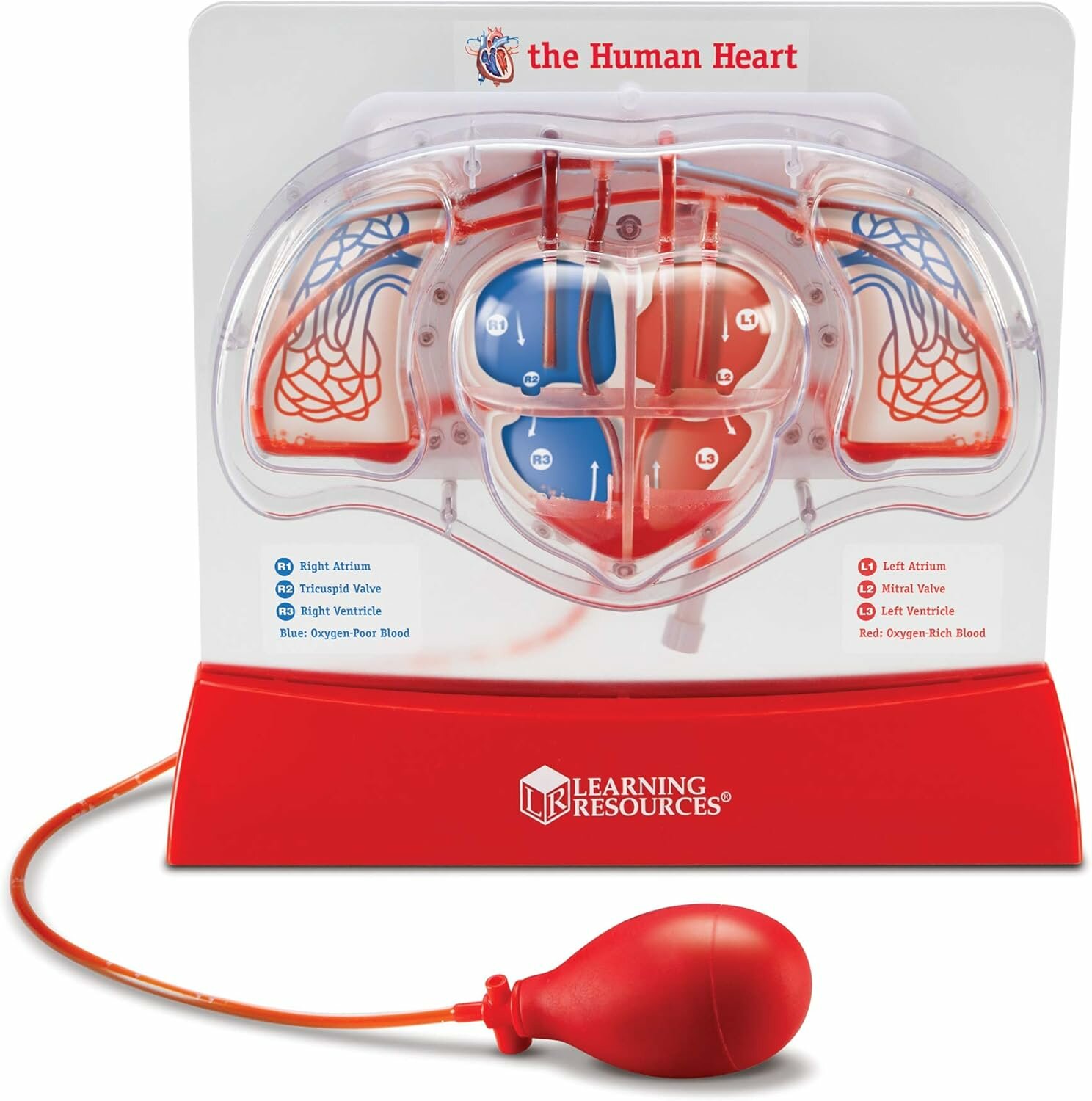 Развивающая игрушка Learning Resources - Модель работающего сердца Pumping Heart Model (английский язык)- LER3535