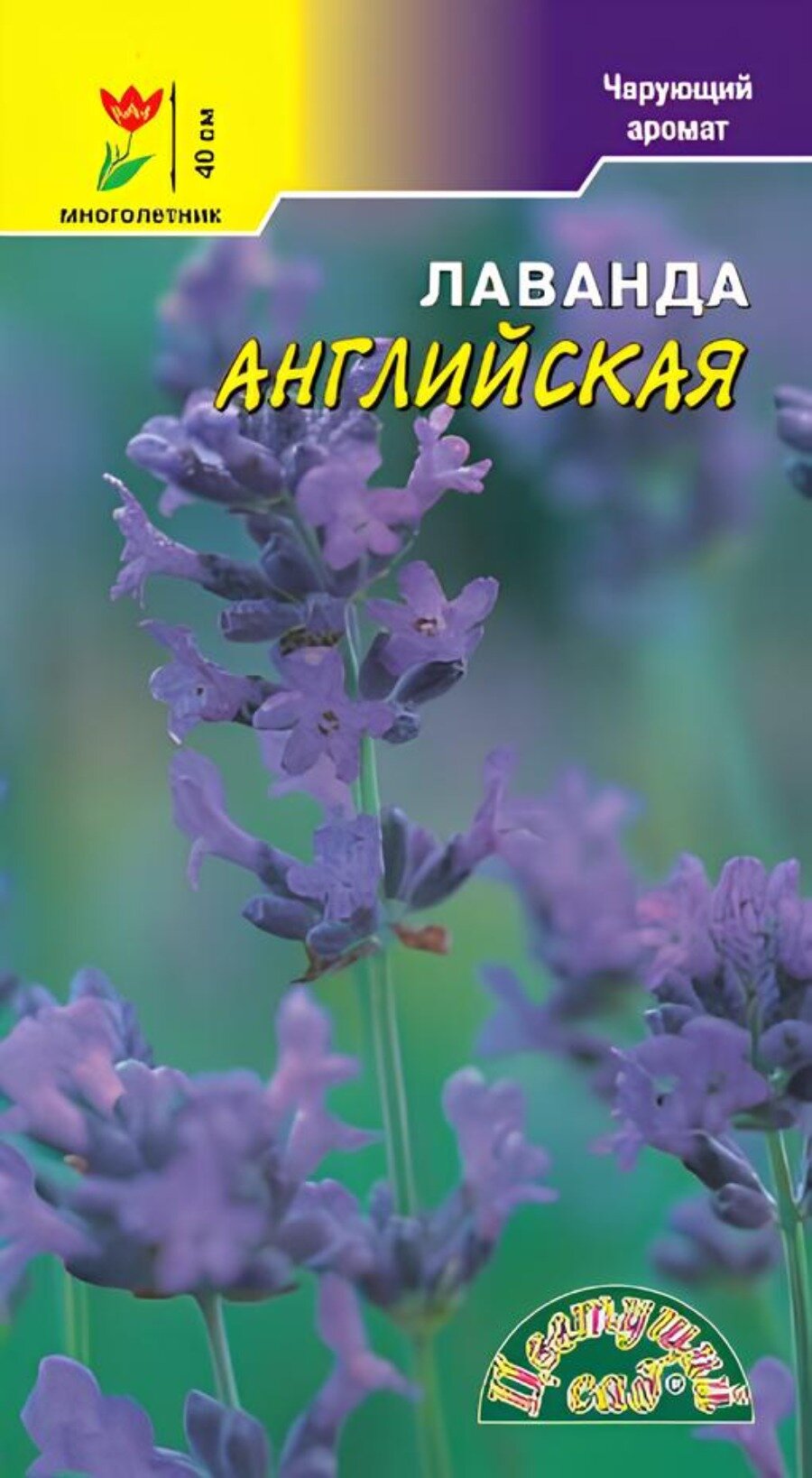 Семена Лаванда Английская (0,1 г), многолетник, Агрофирма Цветущий сад