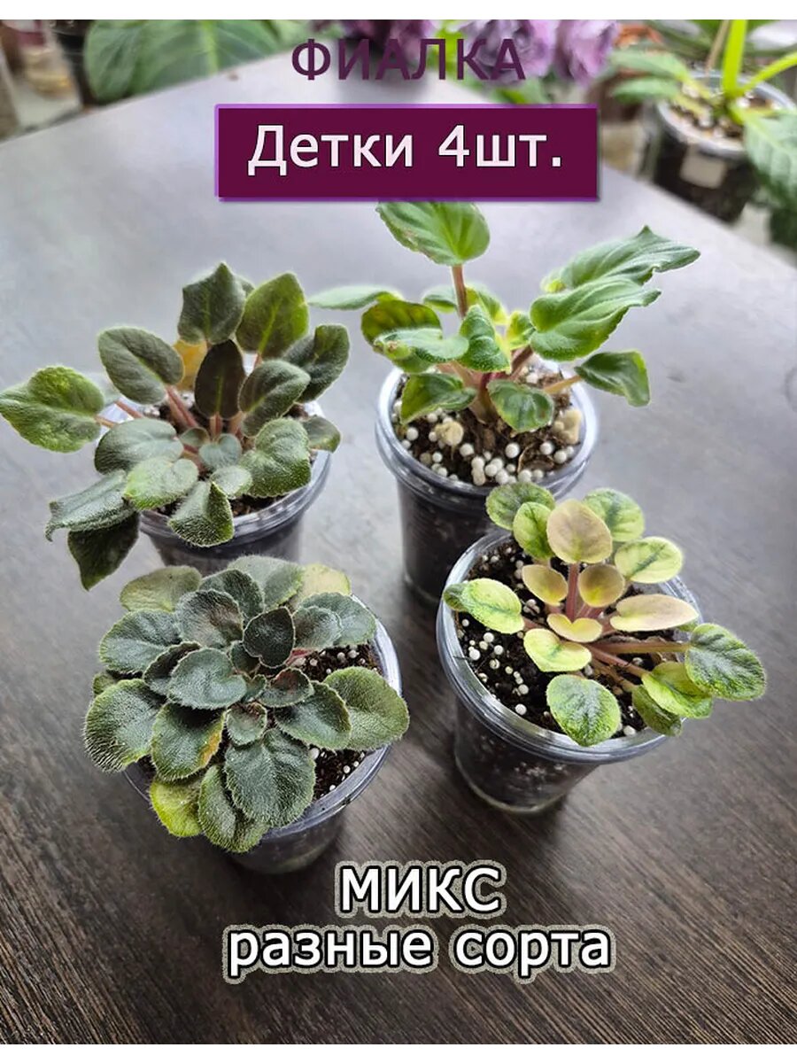 Фиалка комнатная живая детки набор 4шт.