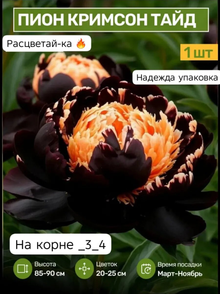 Пион Кримсон тайд