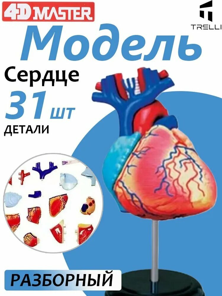 Модель человеческого тела / Развивающая игрушка / Может использоваться для обучения детей / Анатомия человека для детей