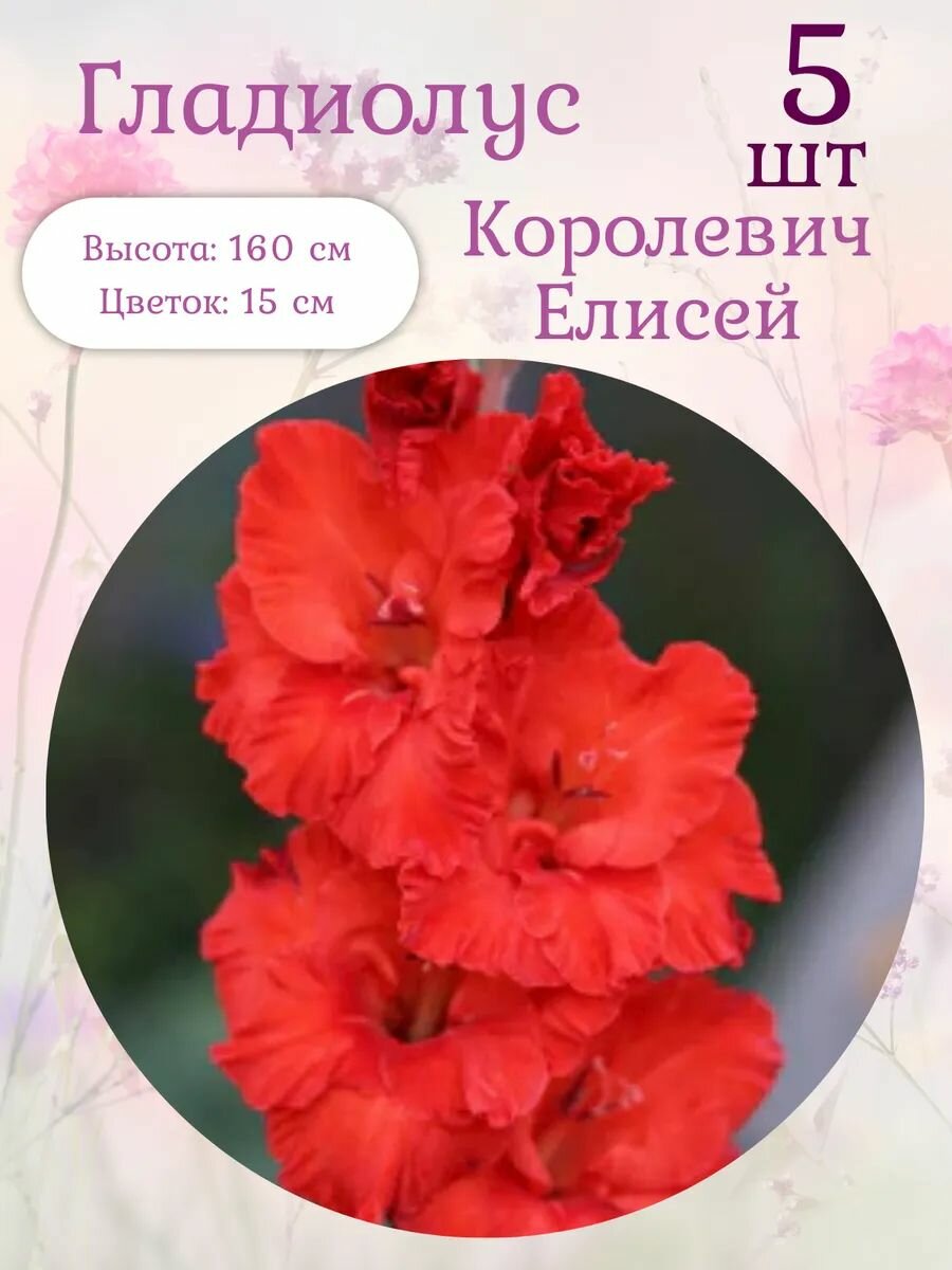 Гладиолус махровый, многолетние цветы, луковицы 5 штук