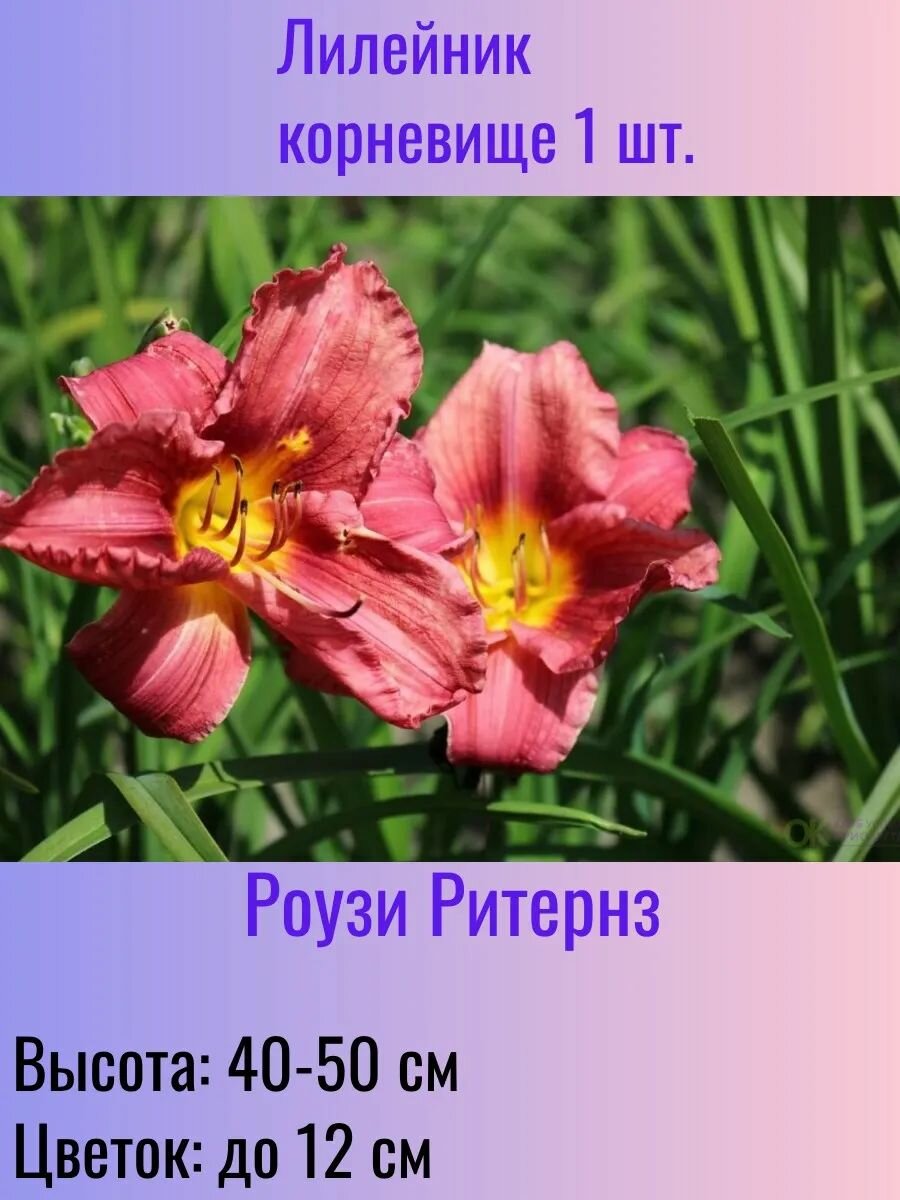 Саженцы лилейника многолетние цветы 1 штука