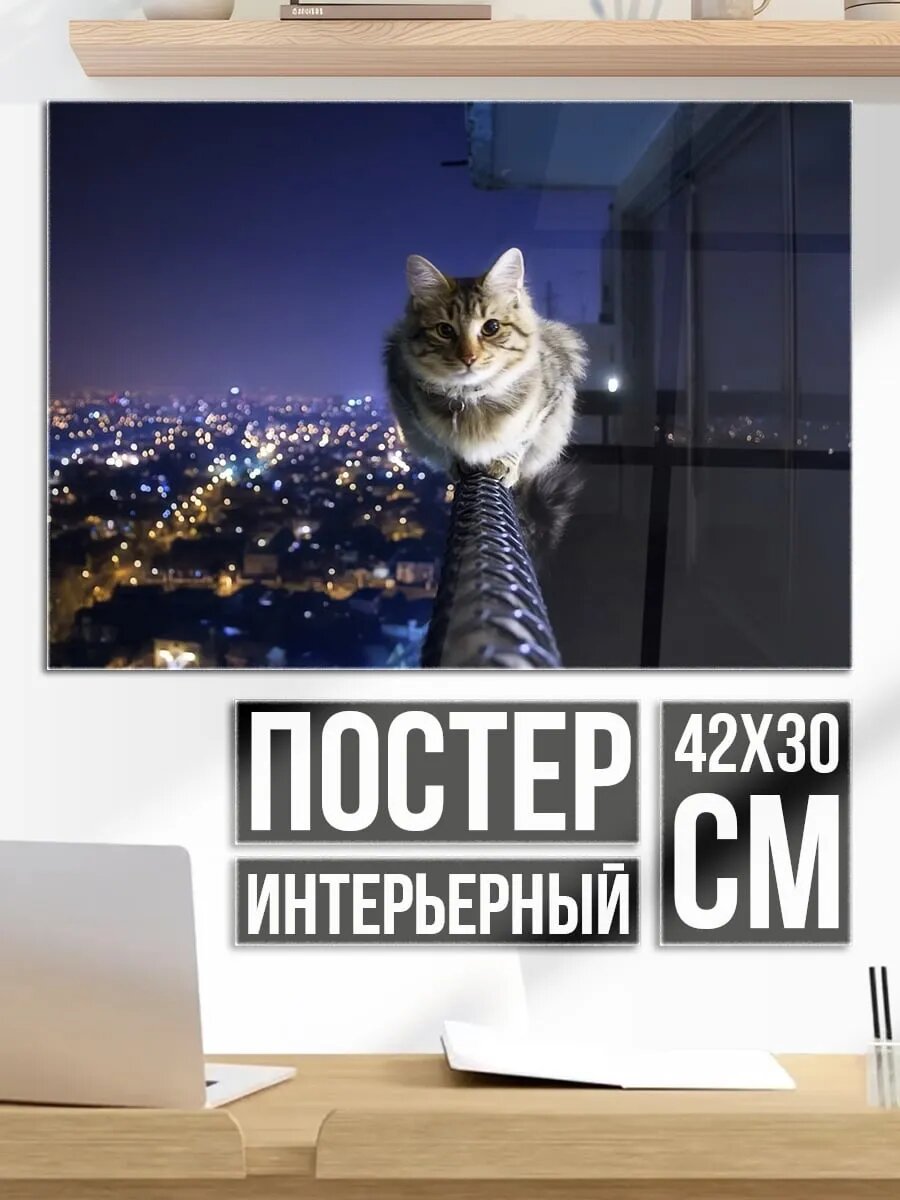 Плакат постер Кот на балконе