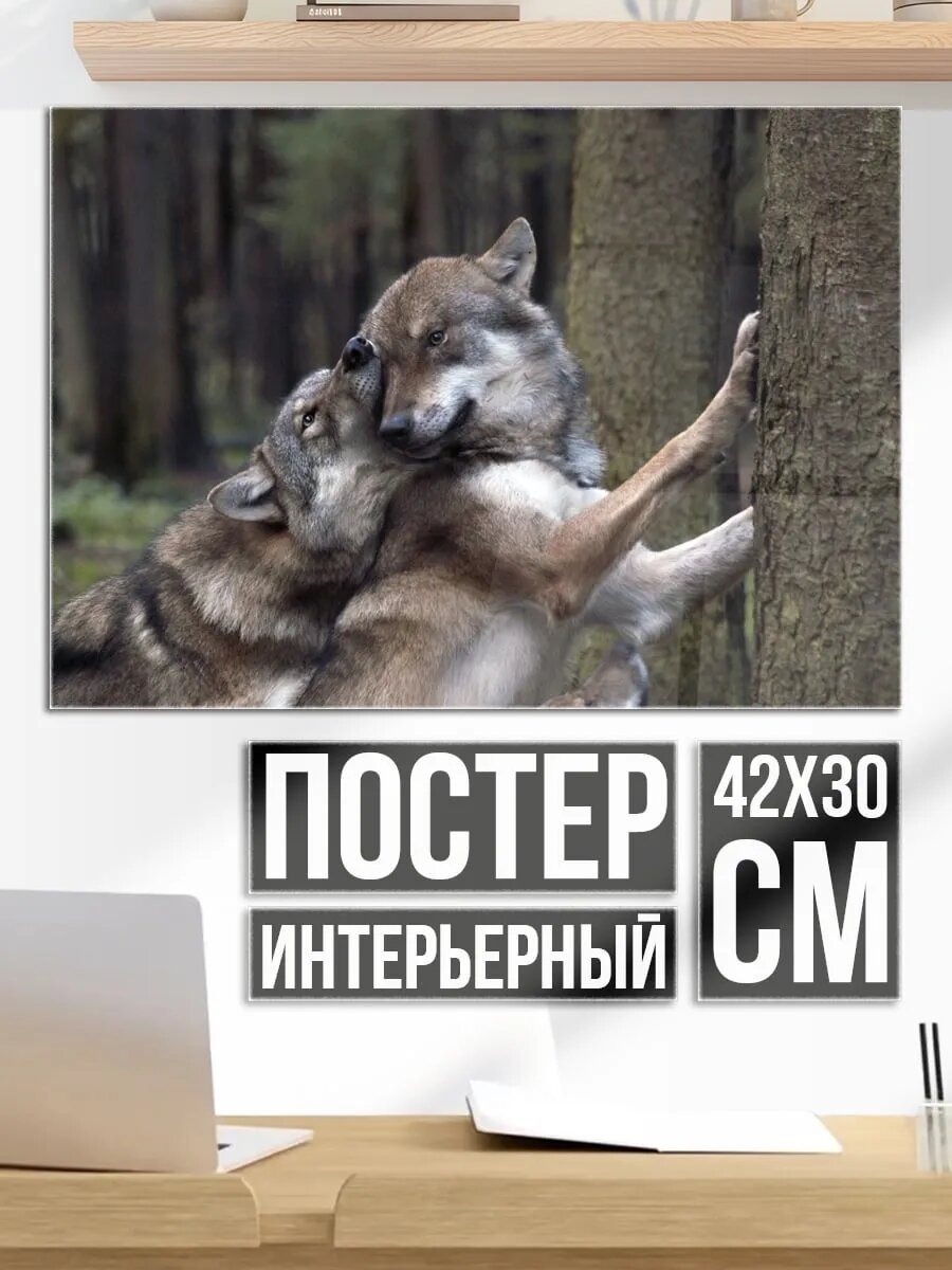 Плакат постер два волка в лесу