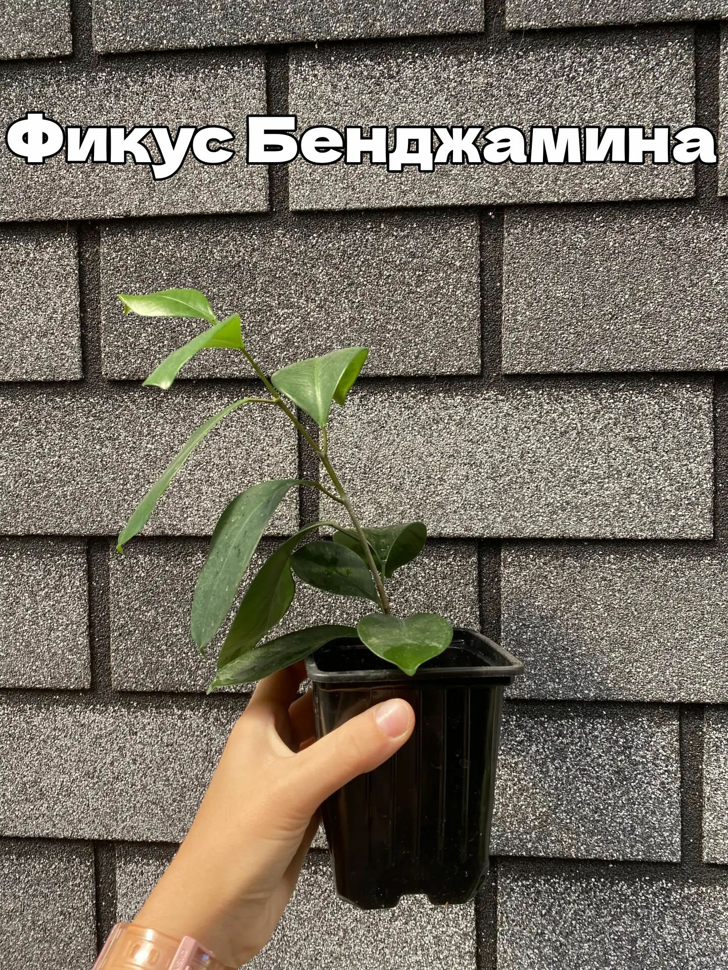 Фикус Бенджамина