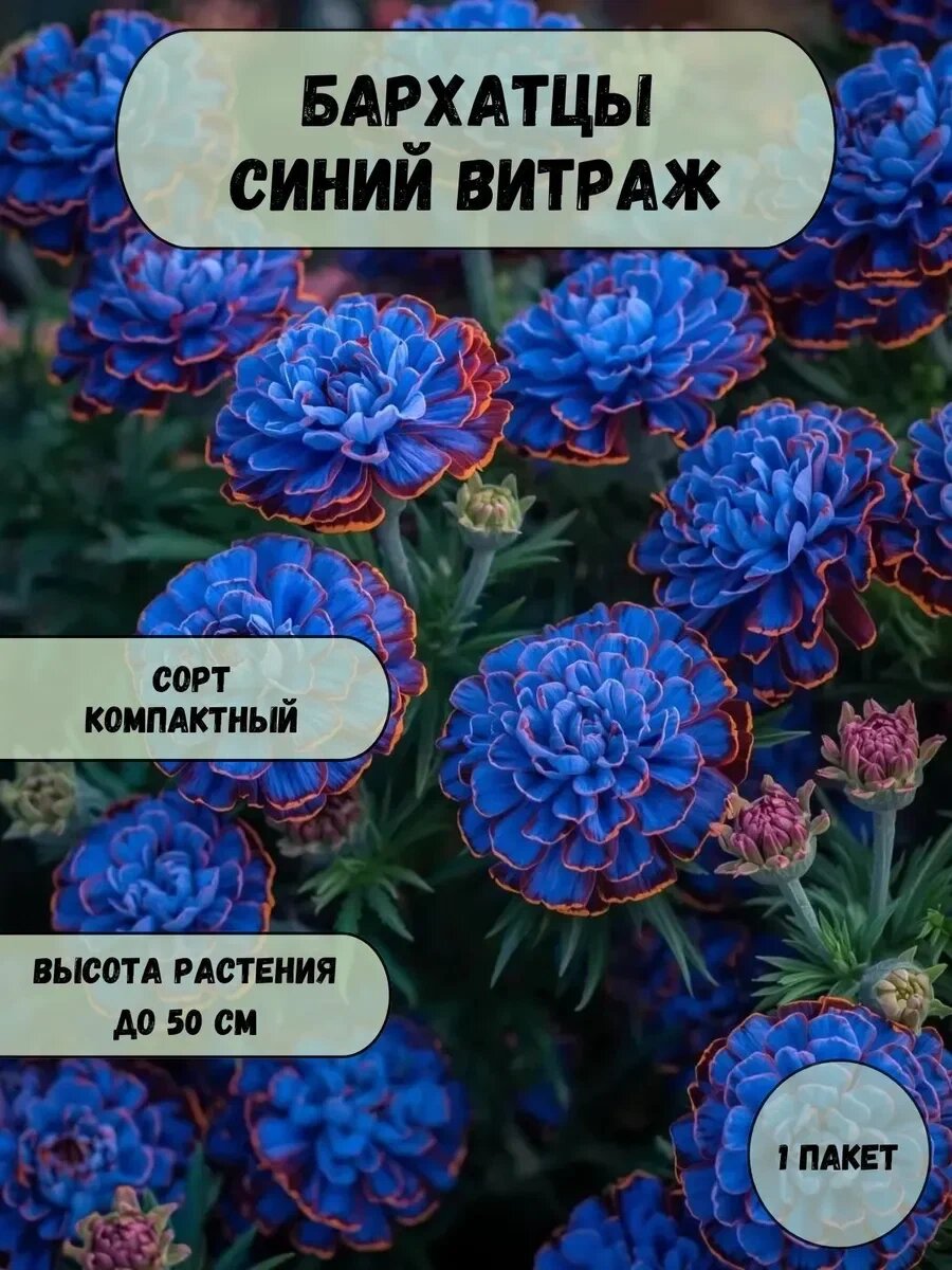 Бархатцы Синий витраж. 20 семян.