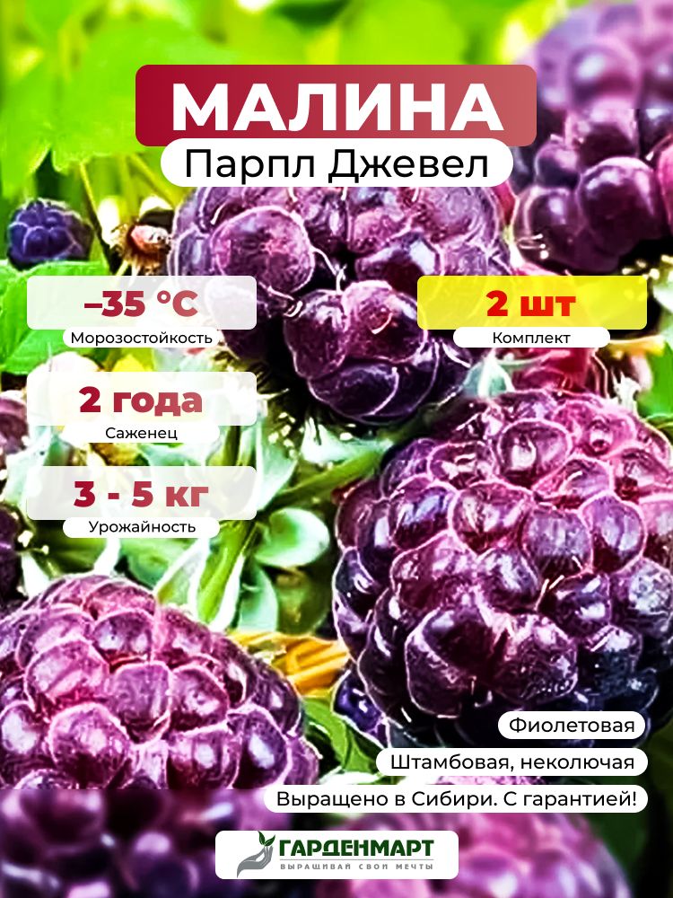 Саженец Малина фиолетовая Парпл Джевел, комплект 2 шт.
