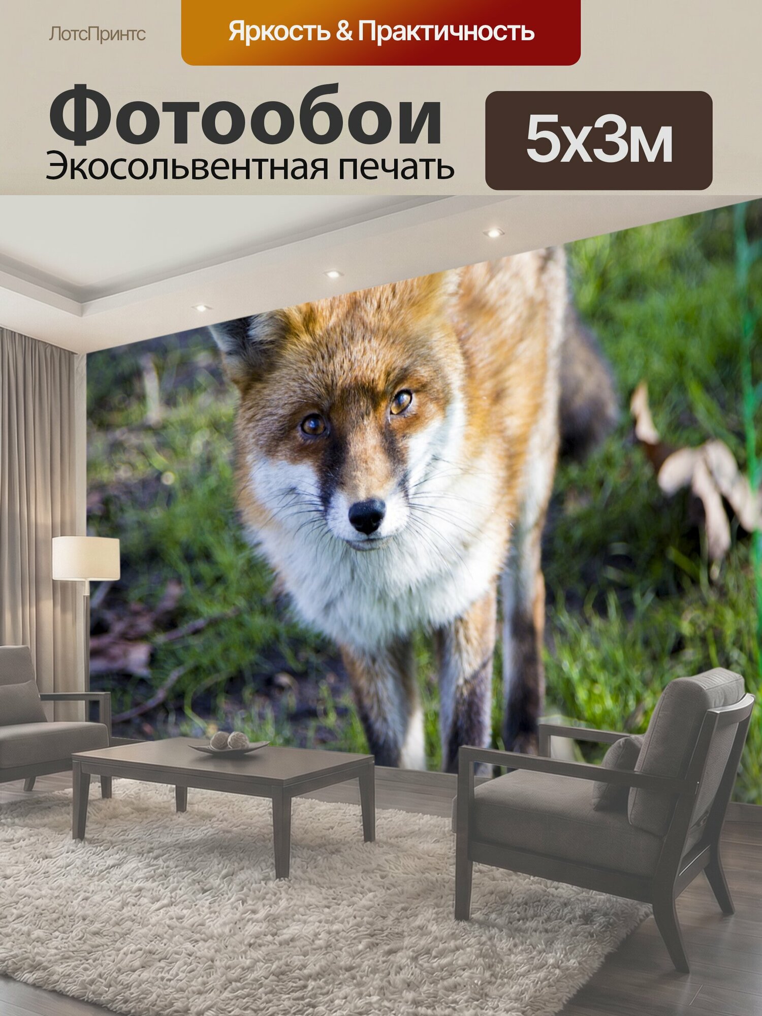 Фотообои "Рыжая лиса Red Fox, животные дюны лес лиса мех охота млекопитающее природа оранжевый хищник красный Vulpes Vulpes дикая природа" 500x300 см. экосольвентная печать