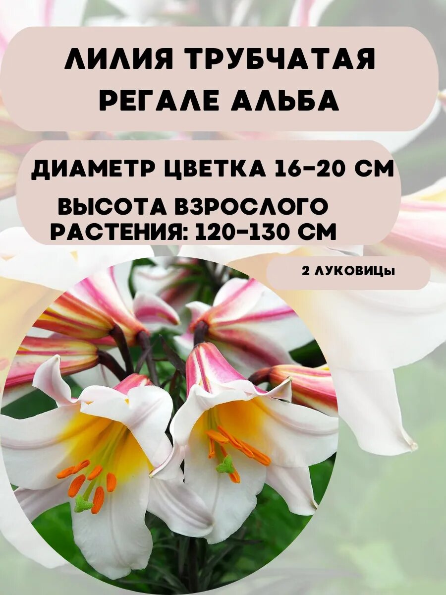 Луковицы многолетних растений лилия восточная