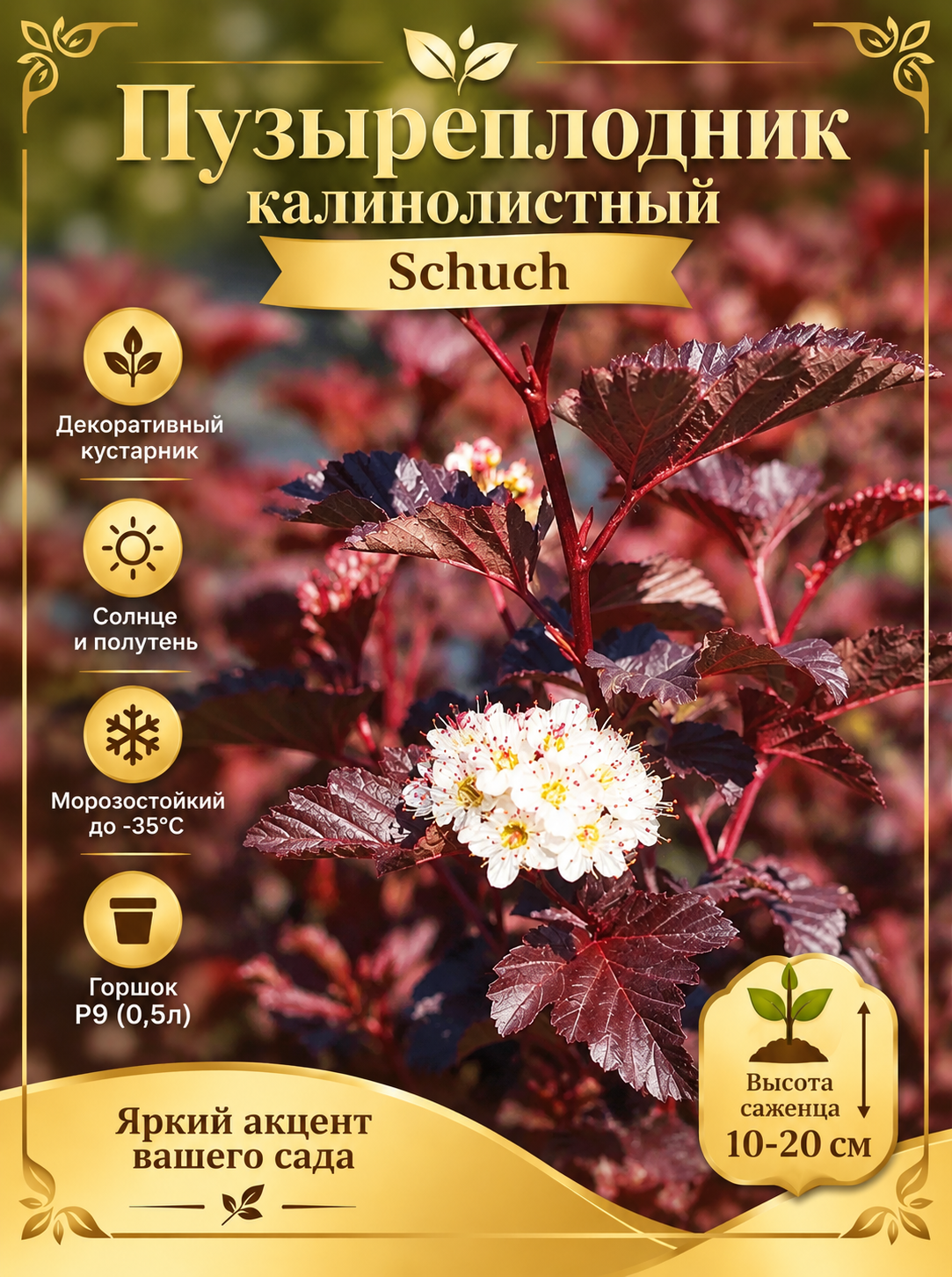 Пузыреплодник калинолистный Schuch (Шух)