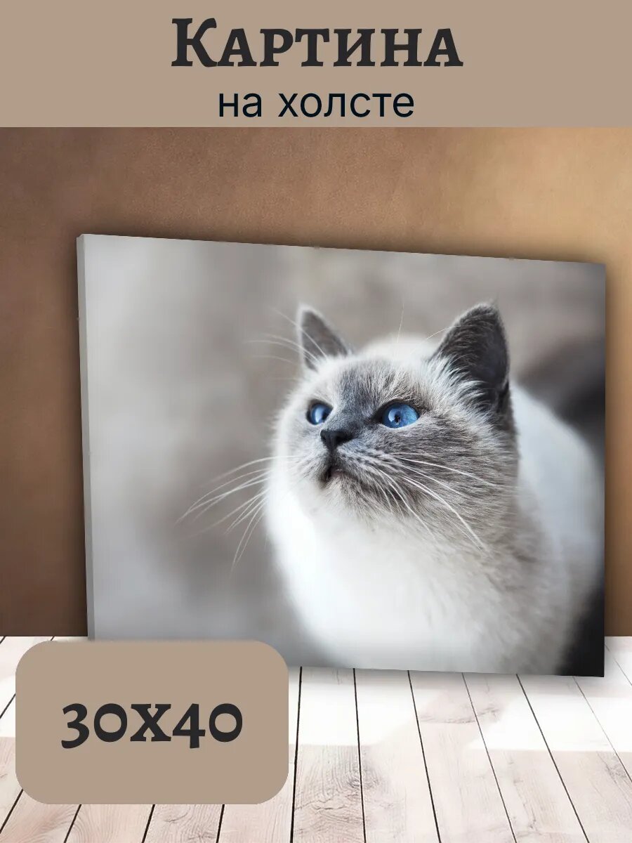 Картина Постер Кот Кошка Cat 30x40 сиамская порода