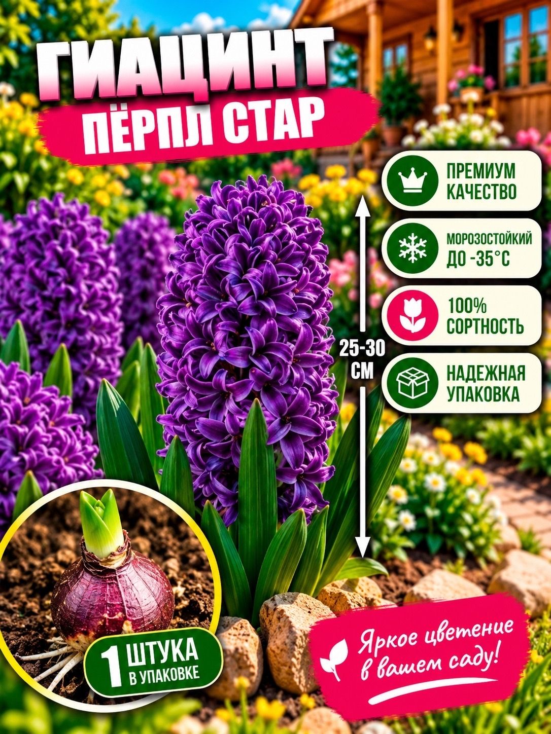 Луковица гиацинта "Пёрпл Стар"