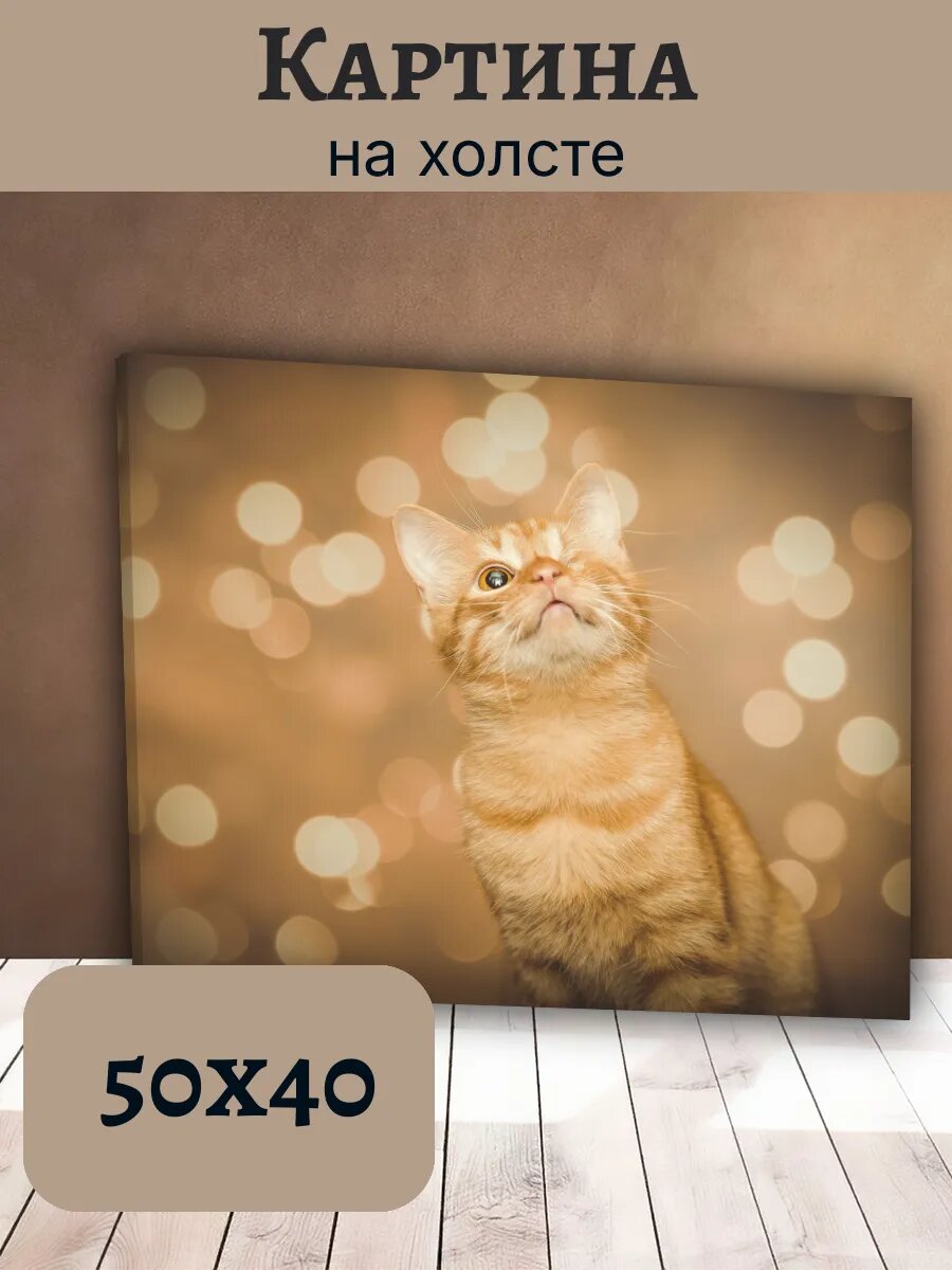 Картина Постер Кот Кошка Cat 40x50 рыжий котенок на фоне