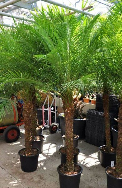 Финик Робелини - Phoenix roebelenii D50 H300