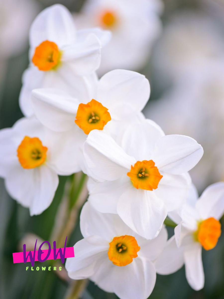 Луковицы цветов , WOW FLOWERS , Нарцисс Гераниум ( 3 штук )многоцветковый