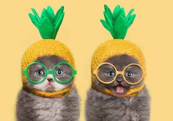 Холст с красками 30х40 см по номерам "Смешные котята" Рыжий кот Х-9053