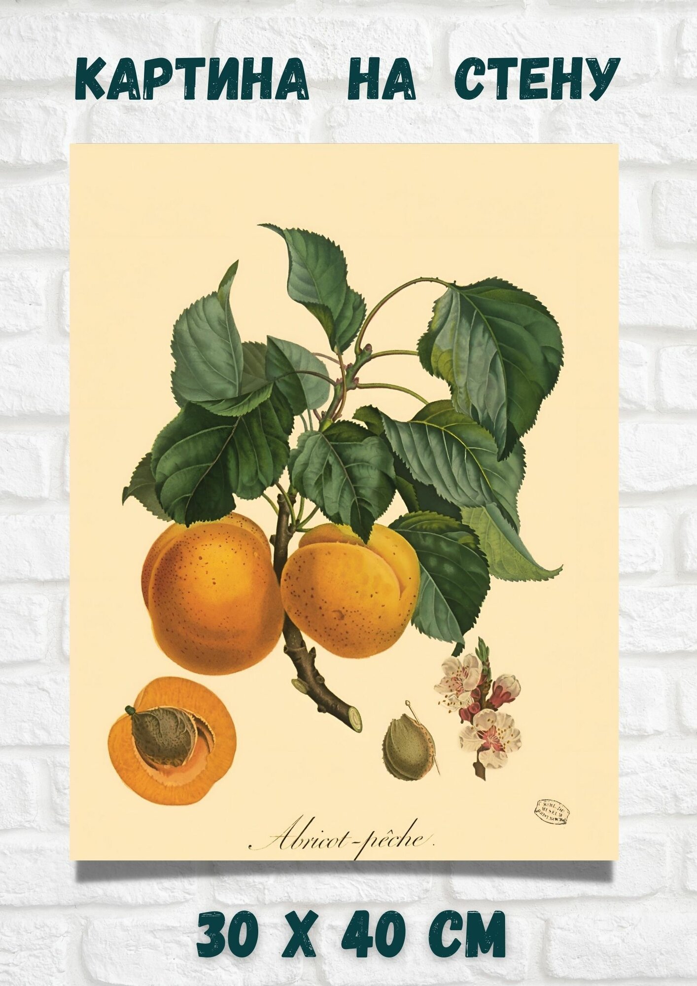 Картина на холсте в стиле Ботаника "Персики абрикосы" 30х40