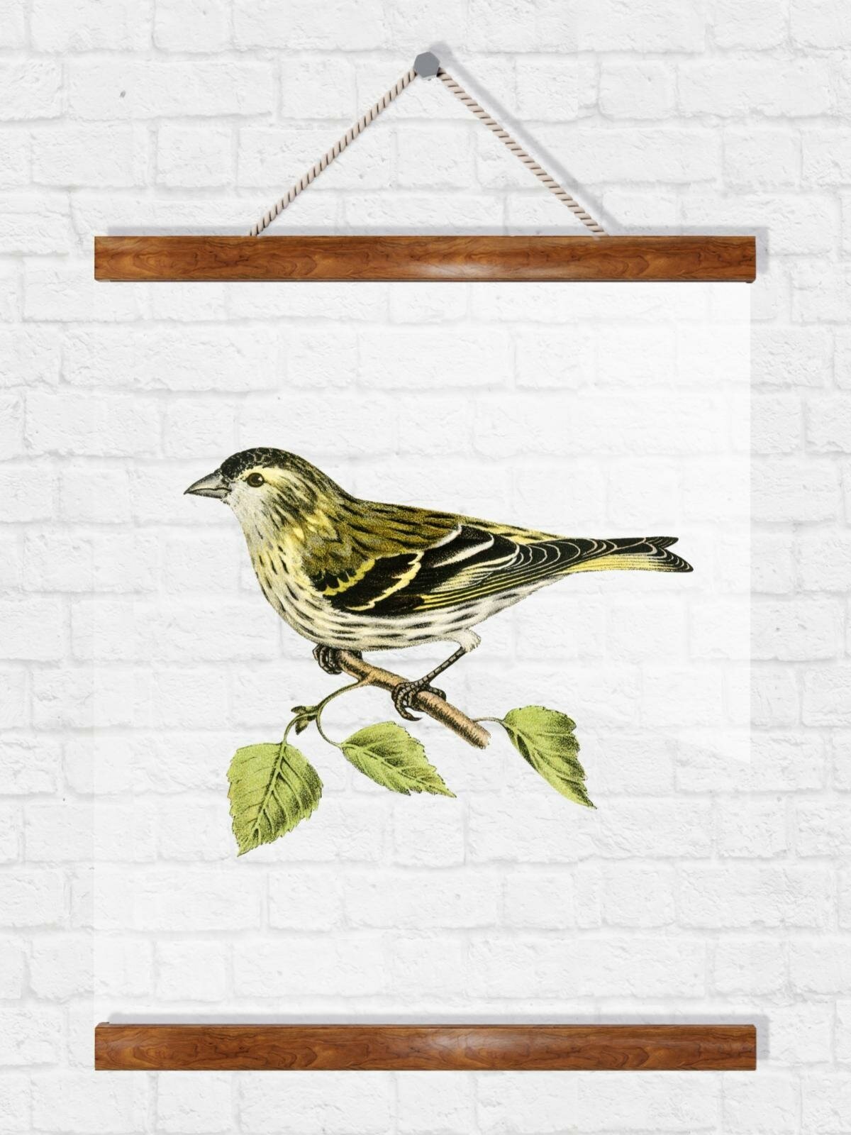 Постер / Плакат / Картина Прозрачный постер - Воробей 50x70