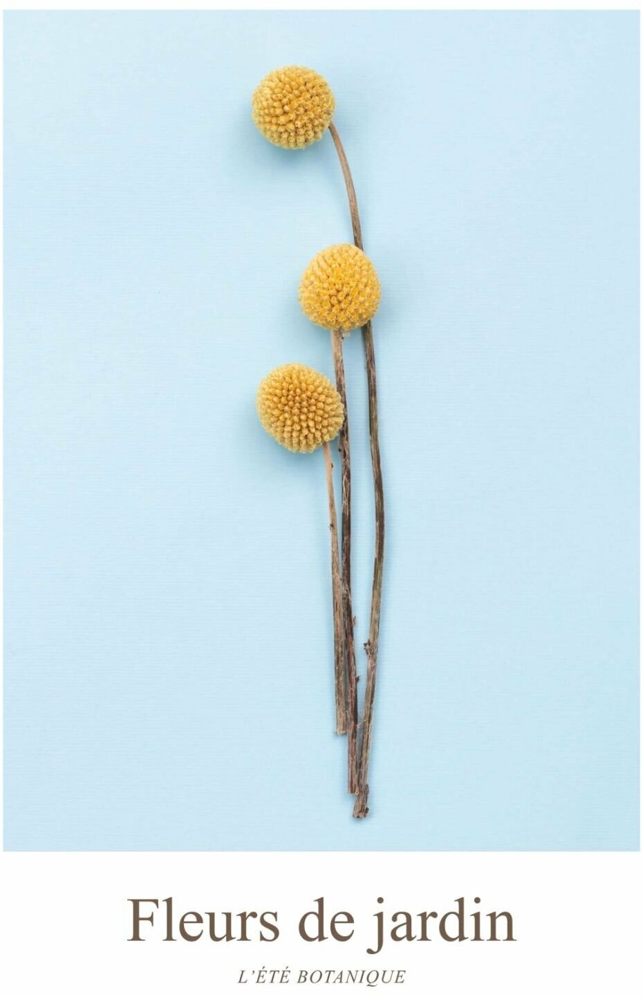 Постер / Плакат / Картина Садовые Цветы - Краспедия 60х90 см в подарочном тубусе