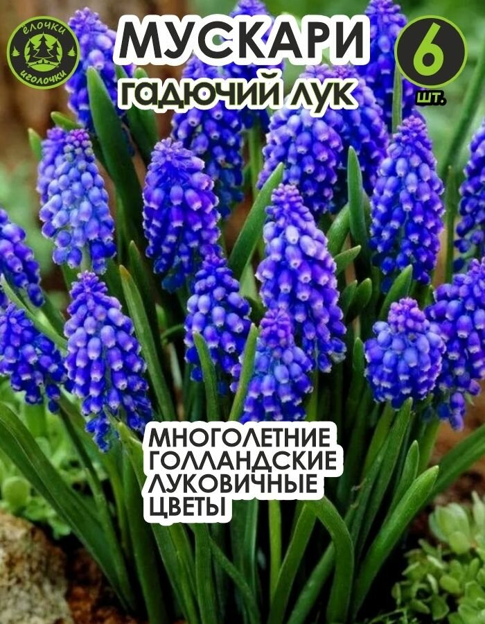 Луковичные цветы Мускари (Гадючий лук), 6 шт