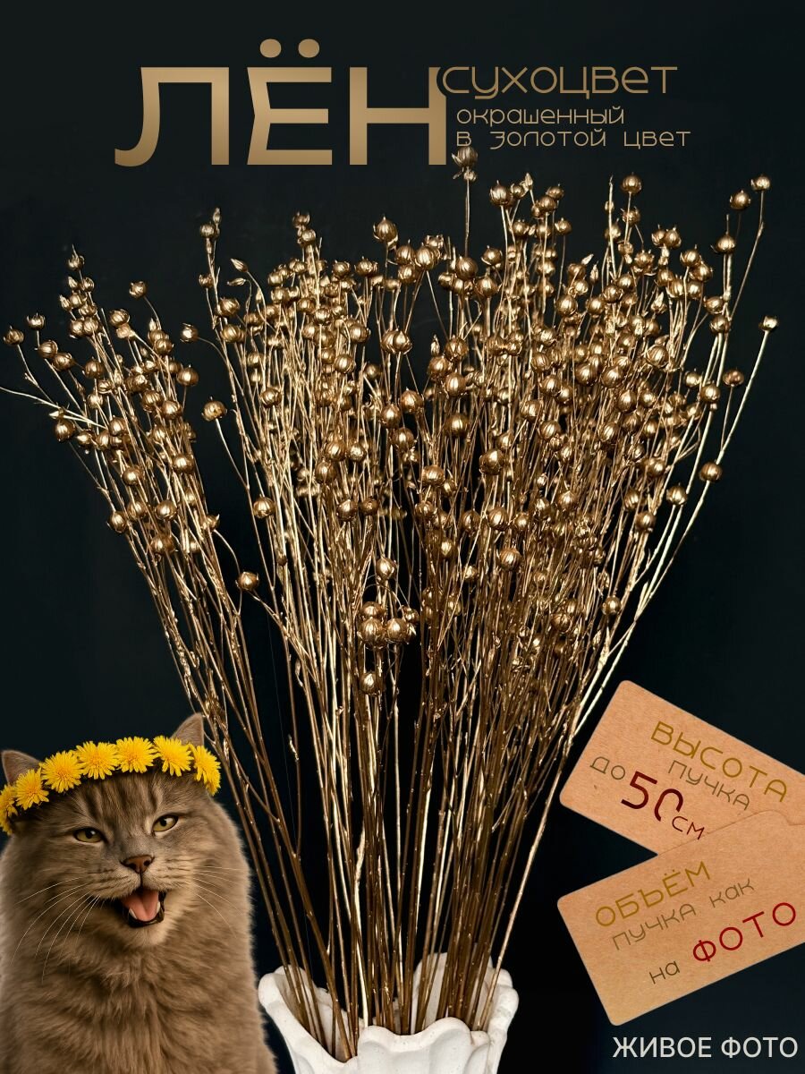 Лён сухоцвет золотой, 50 см