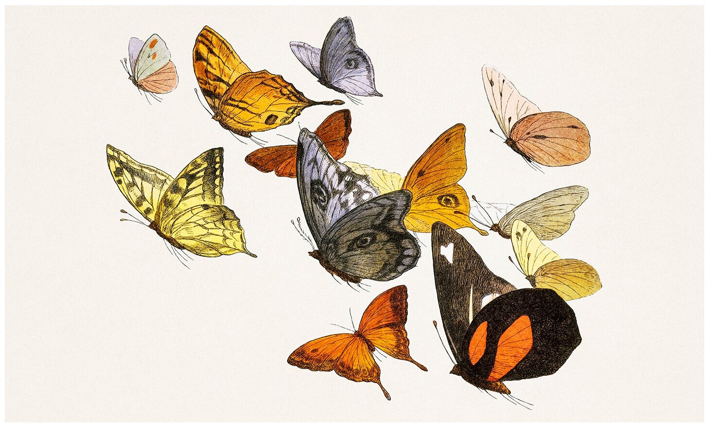 Постер / Плакат / Картина Бабочки в полете 60х90 см в подарочном тубусе