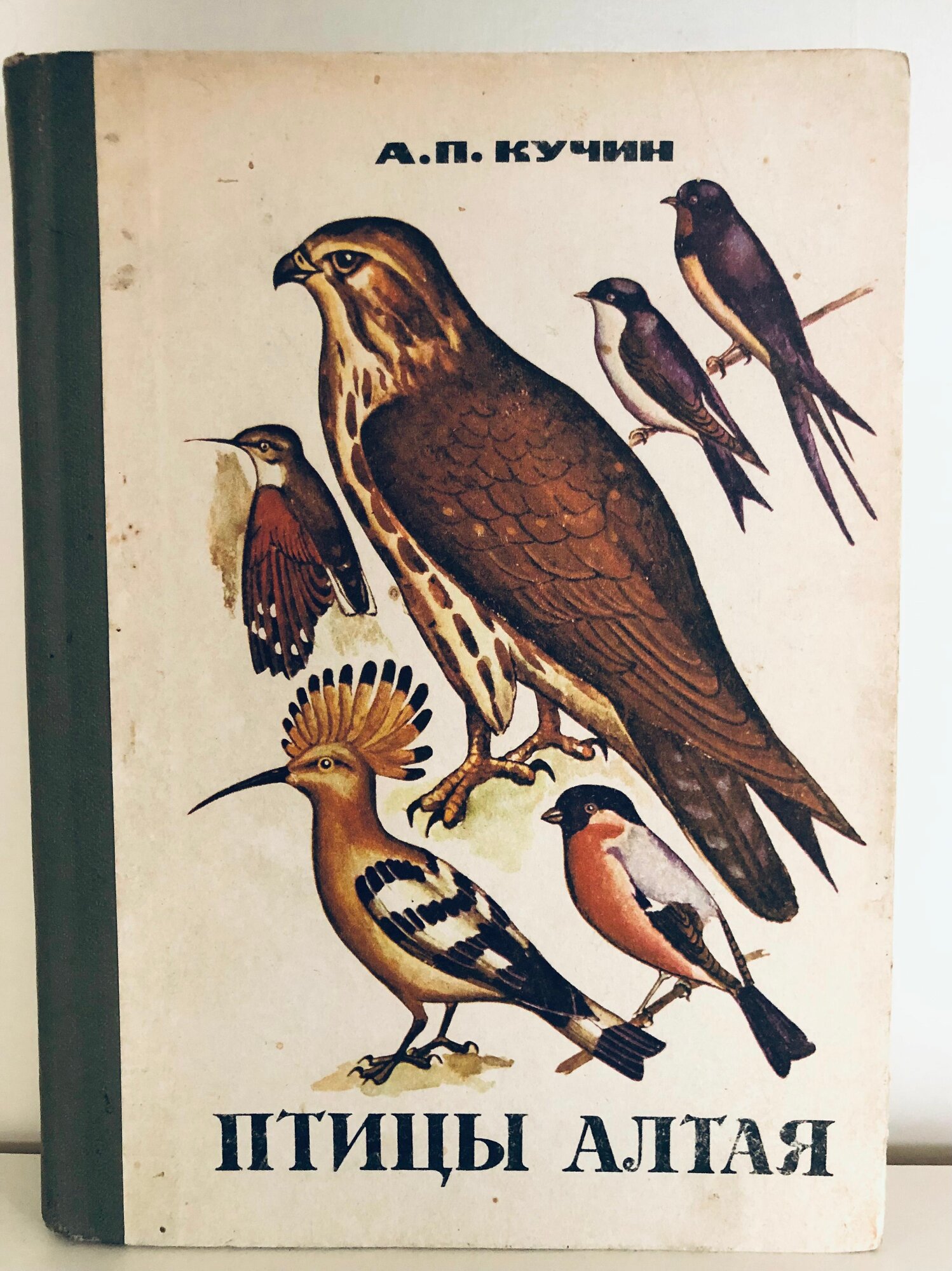 Птицы Алтая
