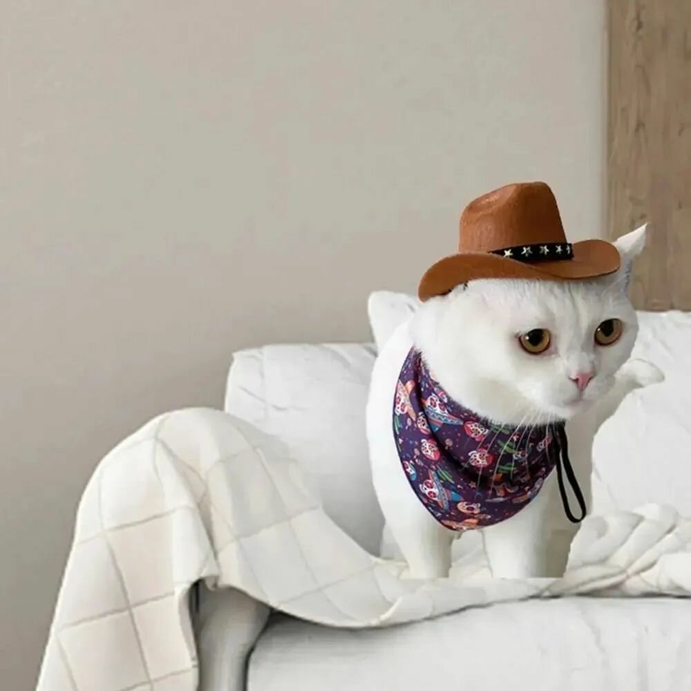 Pet Собака Шляпа — фото 1