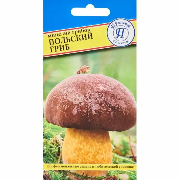 Мицелий грибов гриб Польский