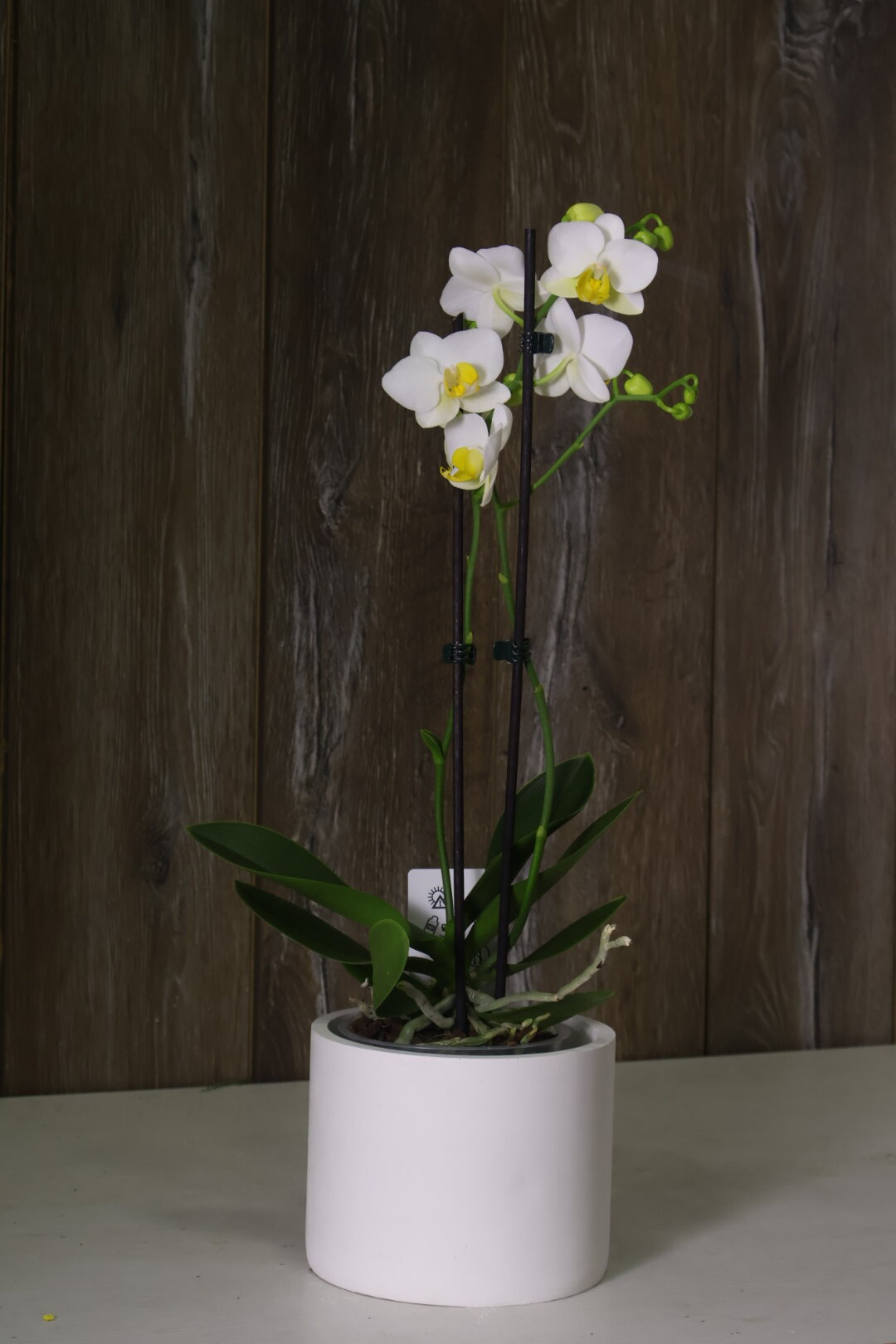 Необычная белая орхидея в кашпо