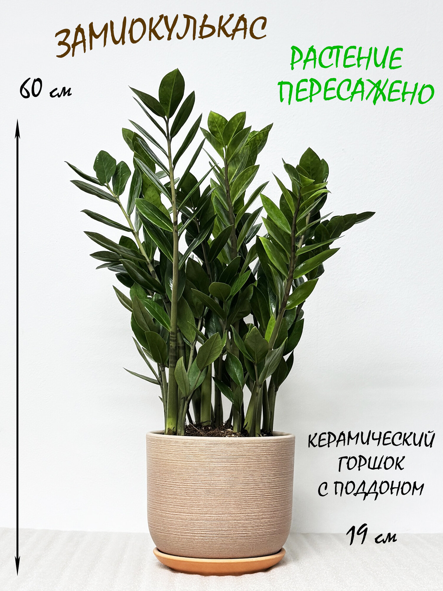 Замиокулькас в кремовом керамическом горшке с поддоном, высота 55-60см