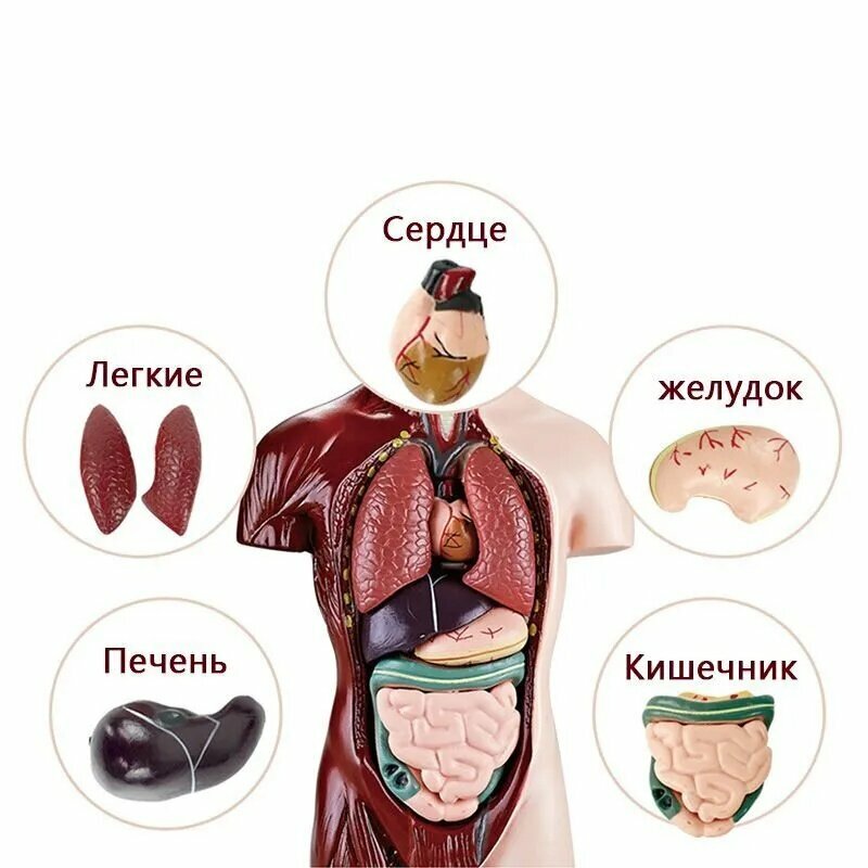 Анатомическая модель — фото 1