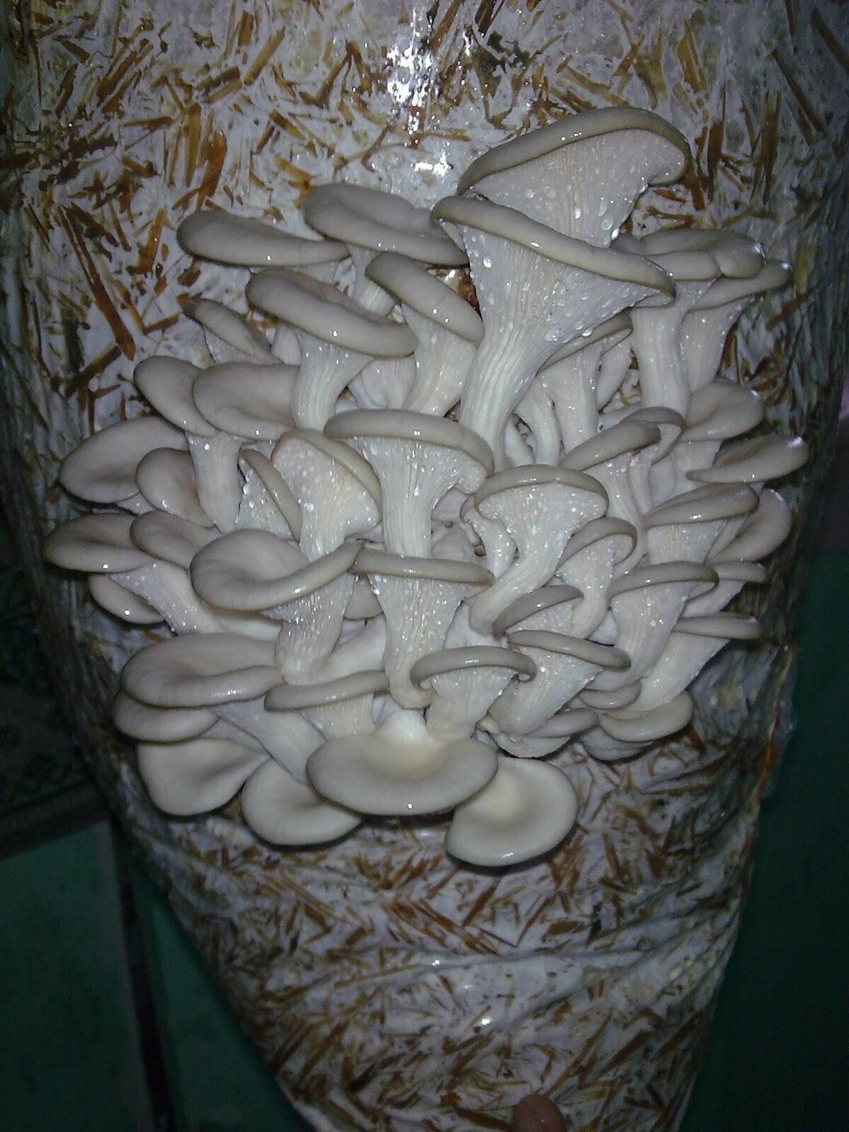 Мицелий грибов вешенка зерновой НК35 - 100 грамм мицелия