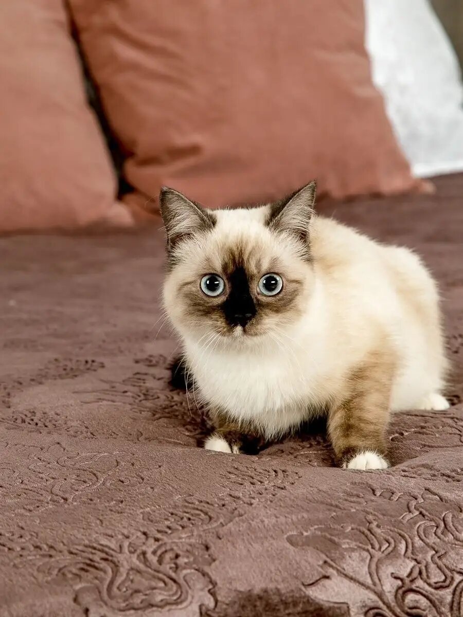 Плед 200х220 Покрывало37 плотный с термическим тиснением Барокко на кровать и диван