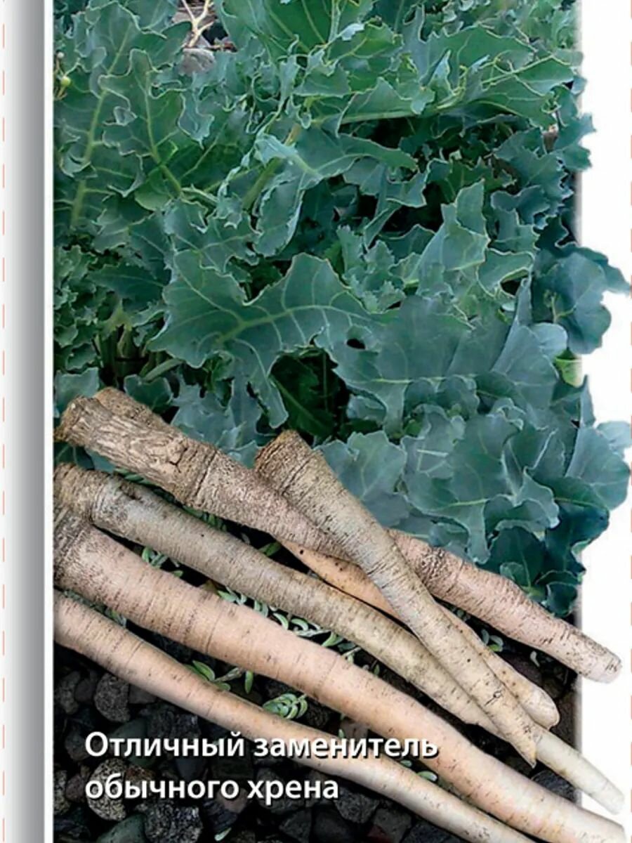 Катран (Хрен) Аккорд 0,3 г, Семена Поиск