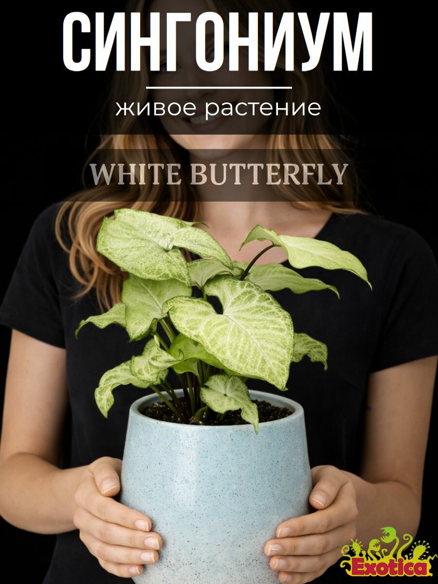 Сингониум Вайт Баттерфляй (Syngonium WhiteButterfly) D6см, живое растение