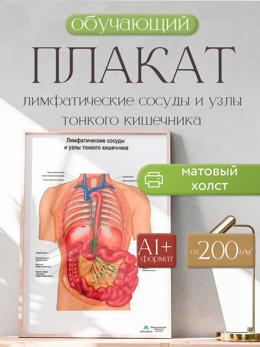 Лимфатические сосуды и узлы тонкого кишечника плакат, матовый холст от 200 г/кв. м, размер A1+