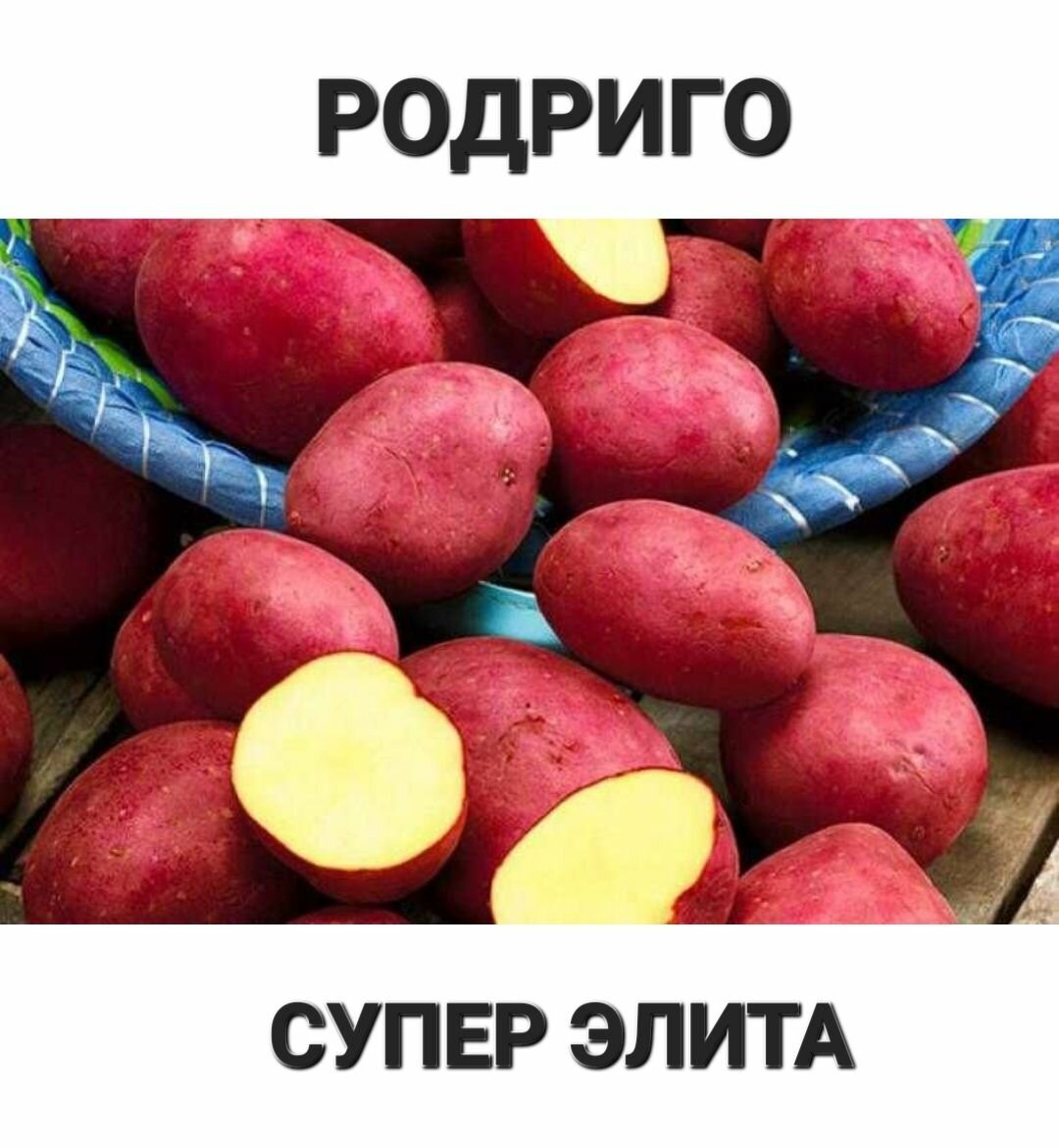 Картофель семенной клубни на посадку сорт Родриго ранний 0.5 кг