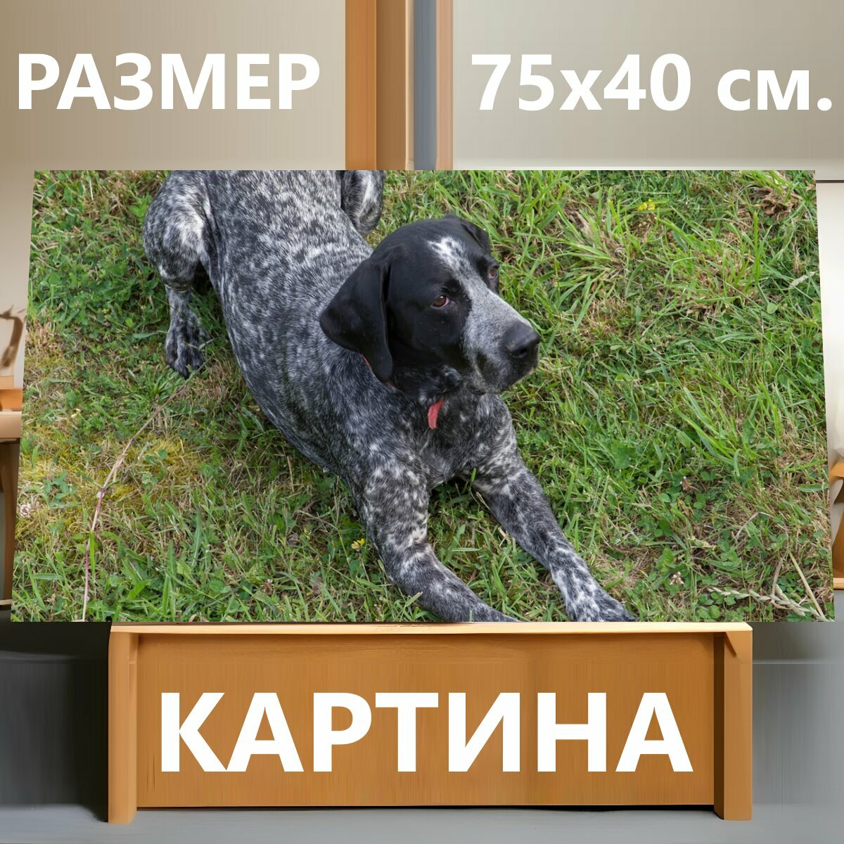 Картина на холсте "Охотничья собака, курцхаар, порода собак" на подрамнике 75х40 см. для интерьера