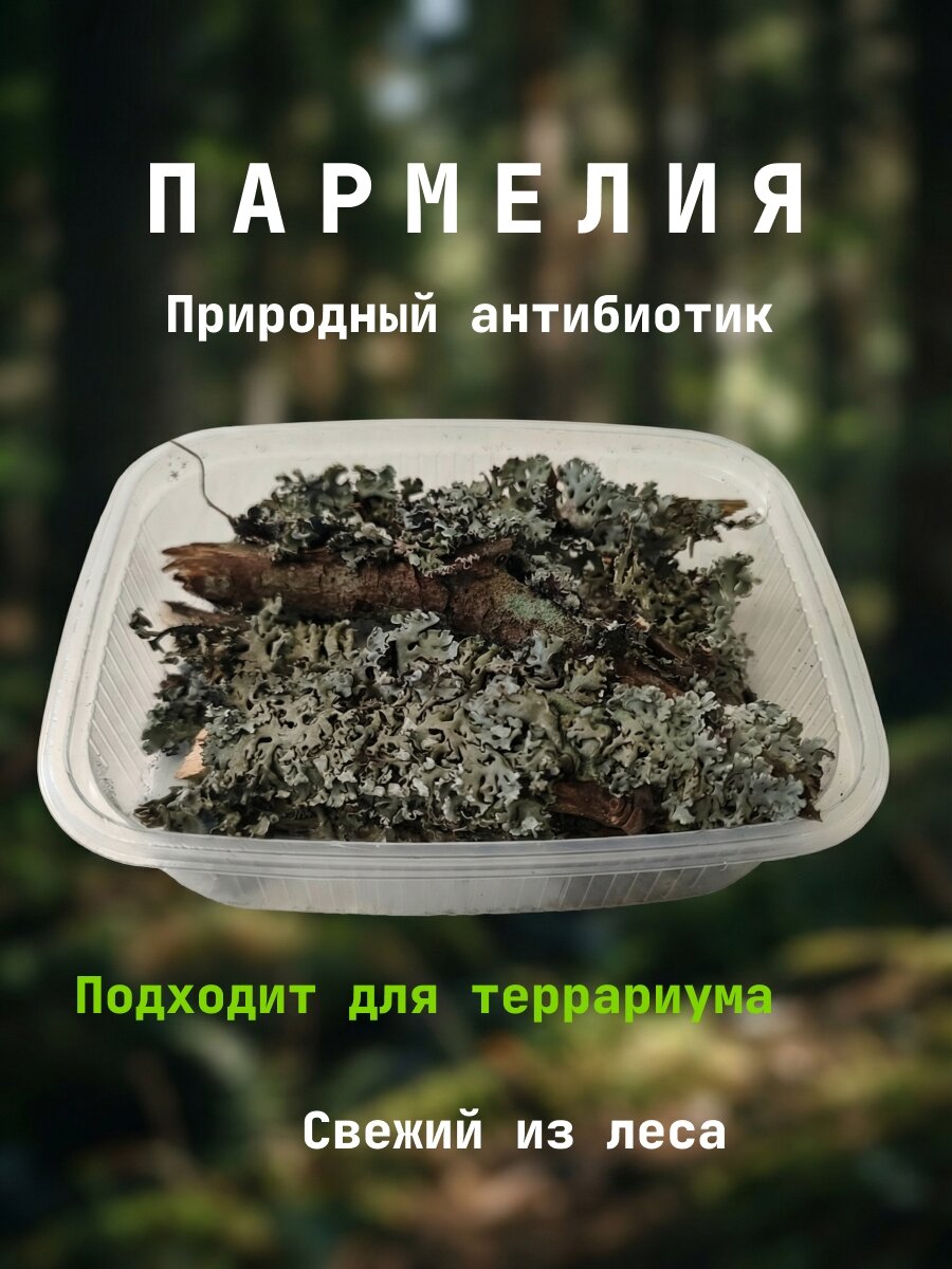 Мох пармелия, лишайник, свежий лесной, для террариумов и декора