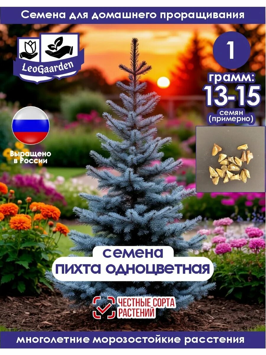 Семена, Пихта Одноцветная, 1 грамм