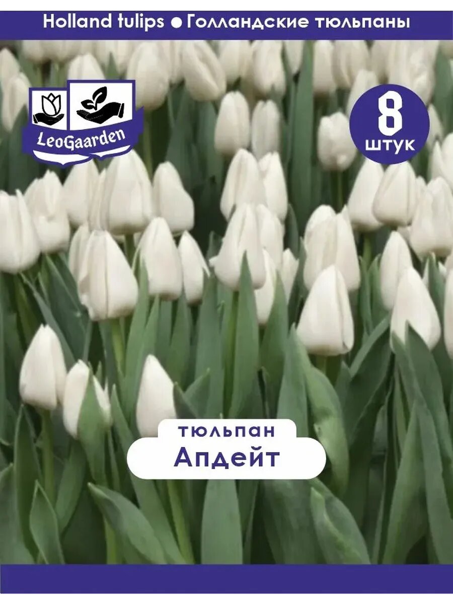 Тюльпан Луковица, Апдейт, 8 шт