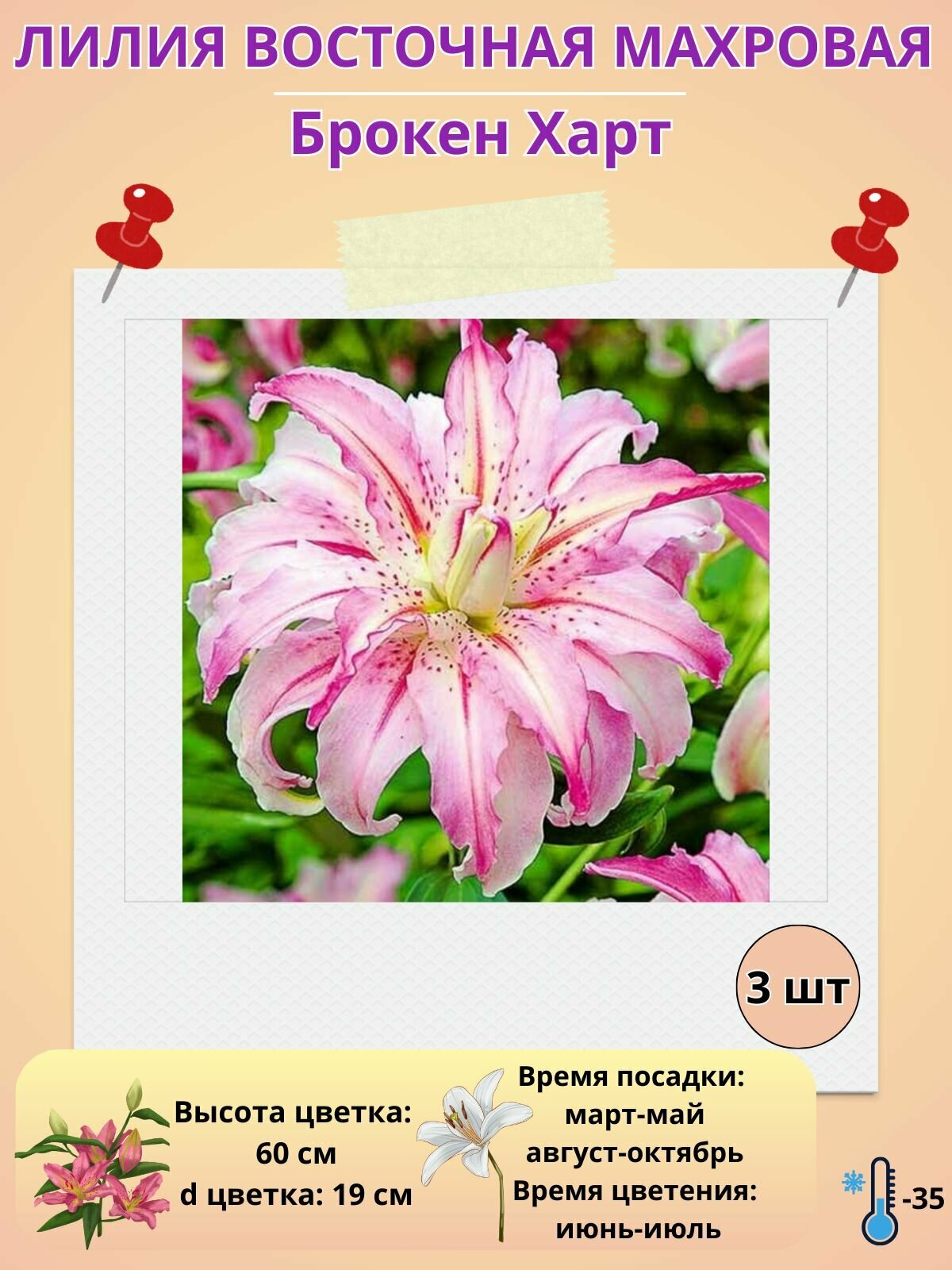 Лилия Восточная, многолетние цветы, луковицы 3 шт