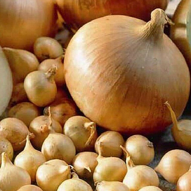 Лук‑севок штутгартер ризен 21/24 0,5кг однозачатковый ранний сорт