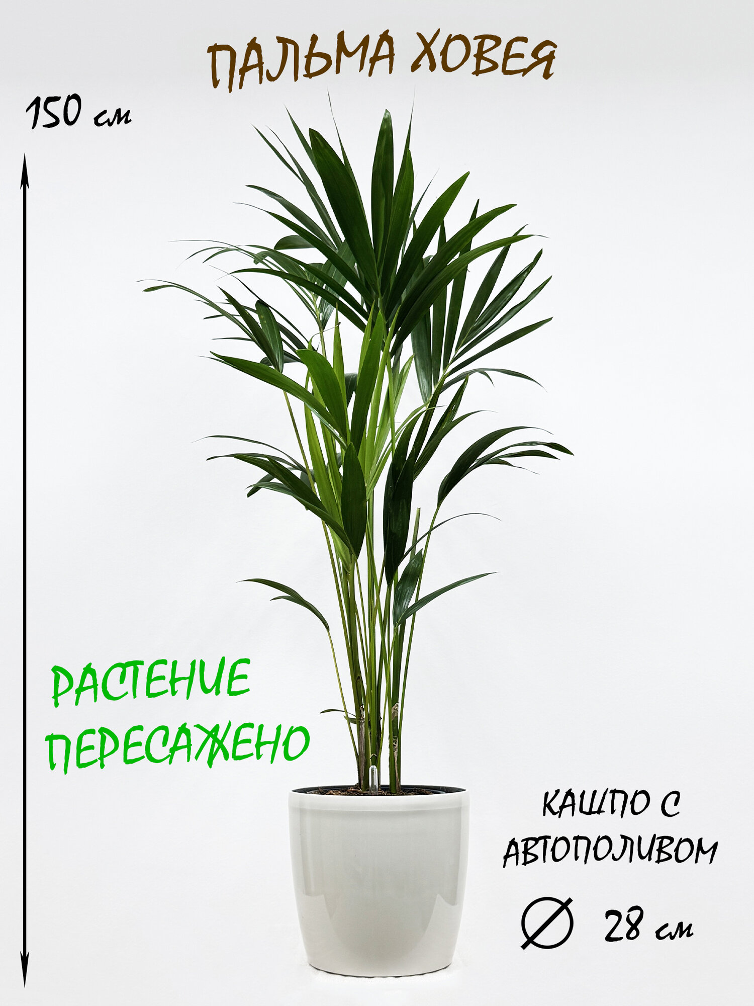 Пальма Ховея в кремовом кашпо с автополивом, высота 145-150 см