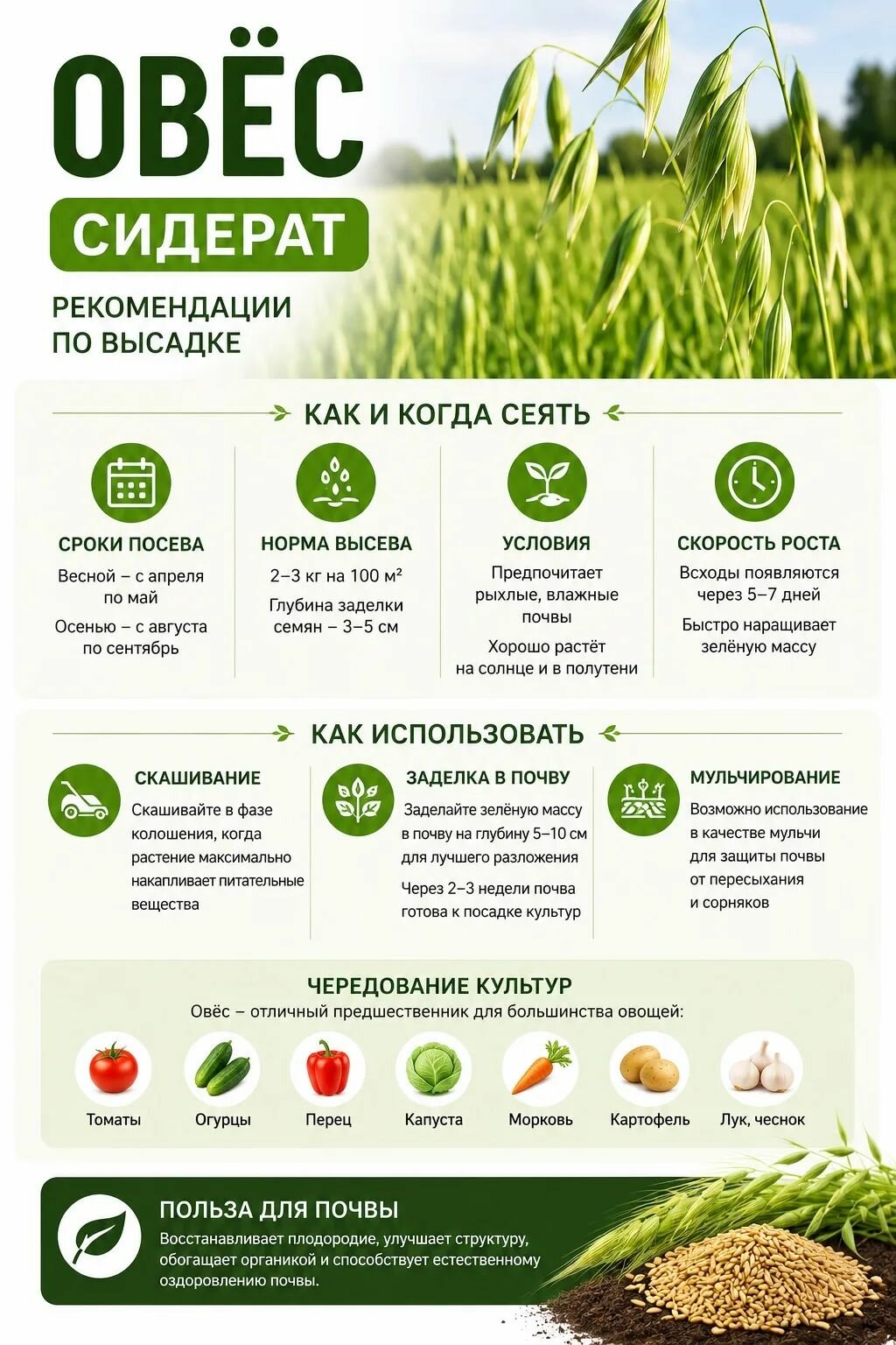 Сидерат Овёс 1 кг — фото 1