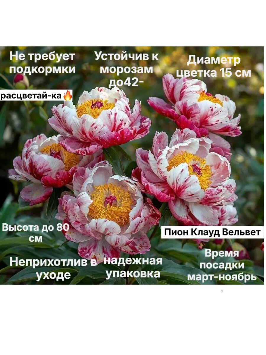 Пион Клауд Вельвет