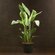 Комнатное растение LuxuryPlants пальма Стрелиция Николая 85/21